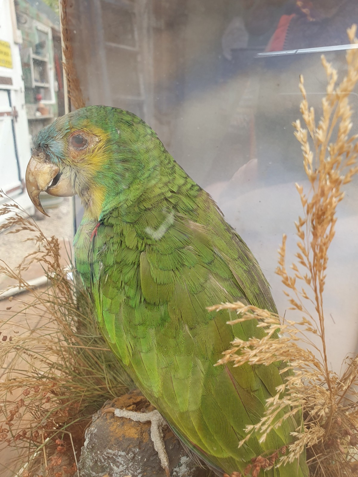 Antique taxidermy Blue Fronted Amazon Parrot Glass Case Exotic ...