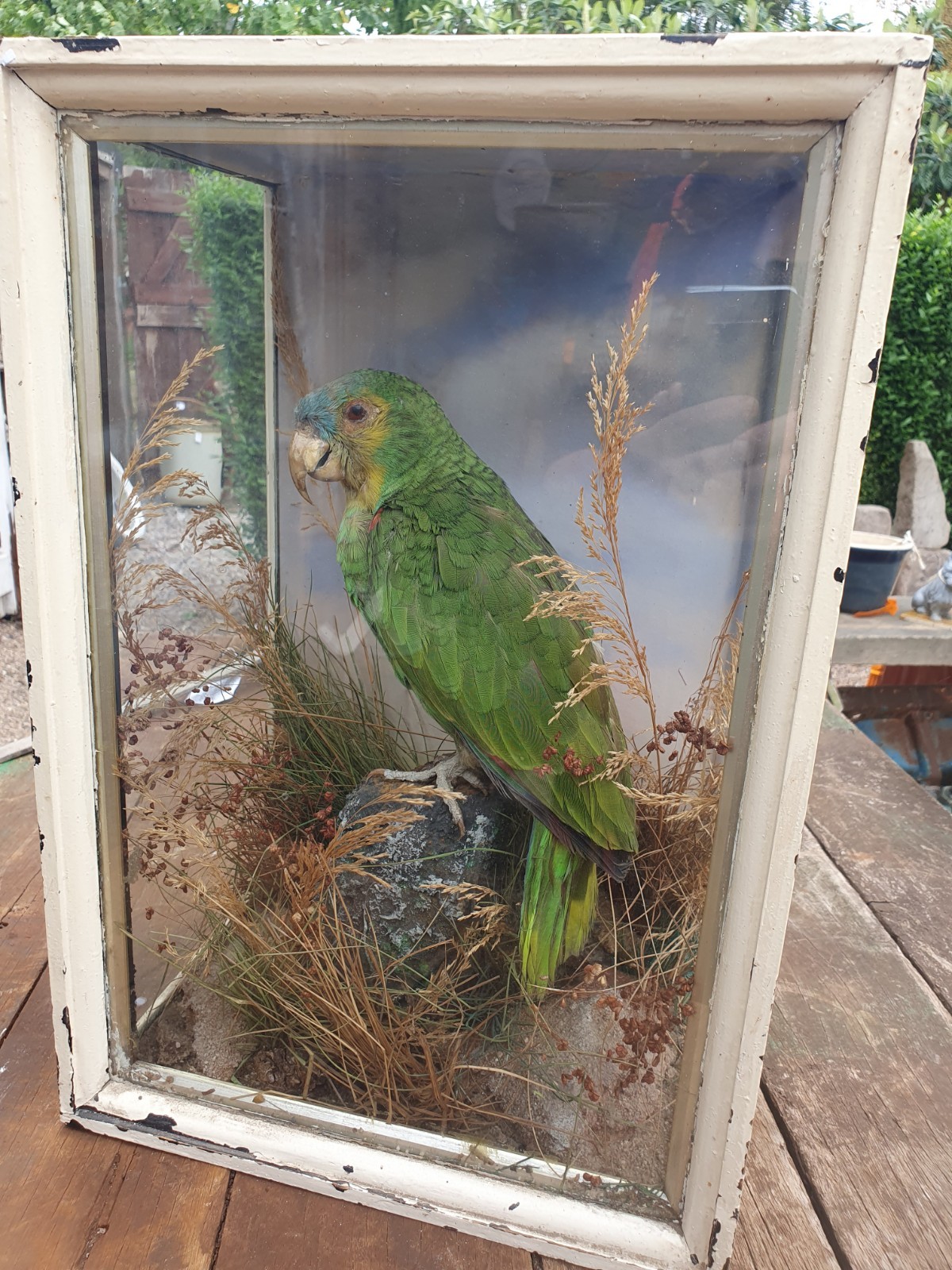 Antique taxidermy Blue Fronted Amazon Parrot Glass Case Exotic ...