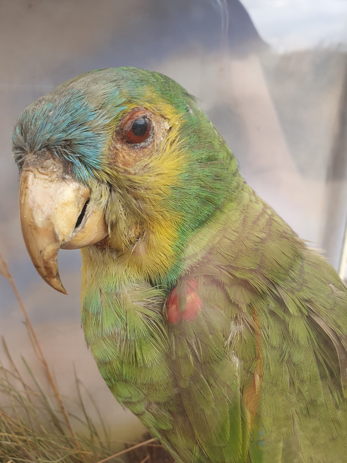 Antique taxidermy Blue Fronted Amazon Parrot Glass Case Exotic ...