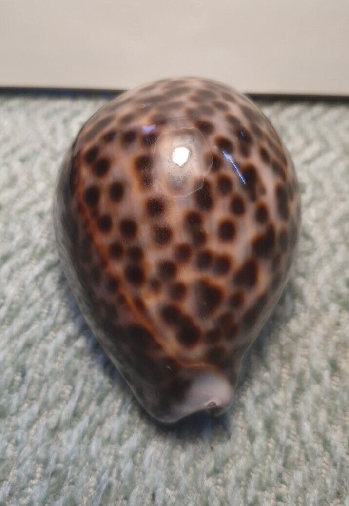Tiger Cowrie Shell (Cypraea Tigris) Good colour Collectable Sea Shell ...