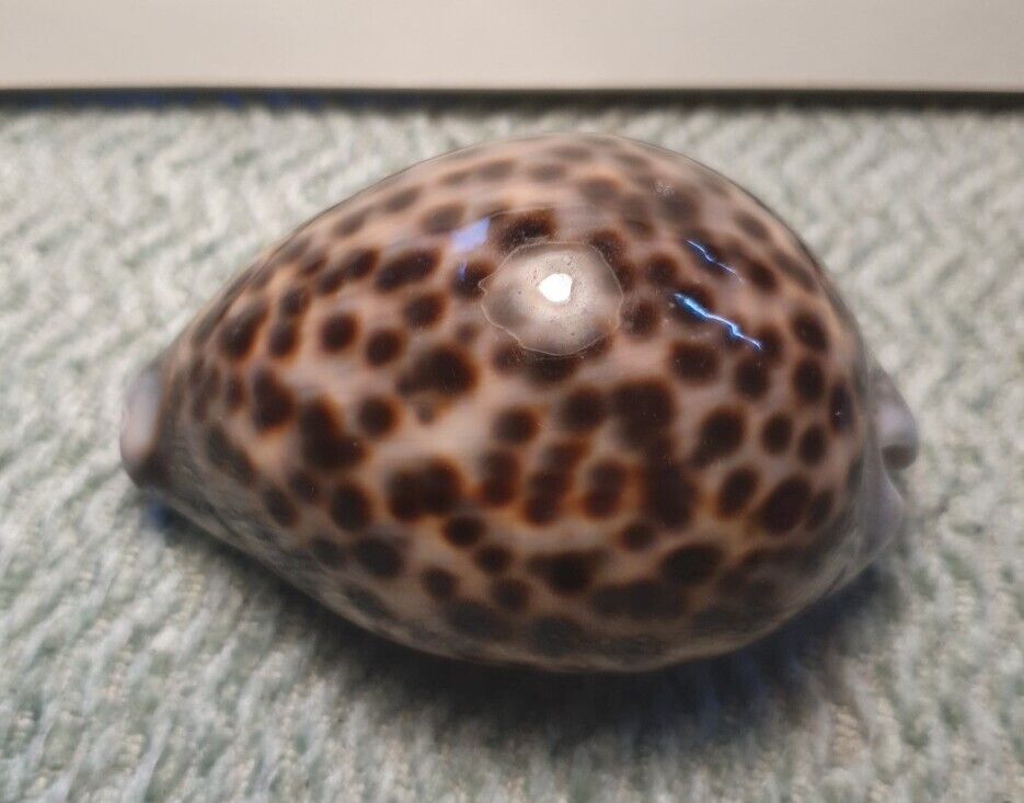 Tiger Cowrie Shell (Cypraea Tigris) Good colour Collectable Sea Shell ...