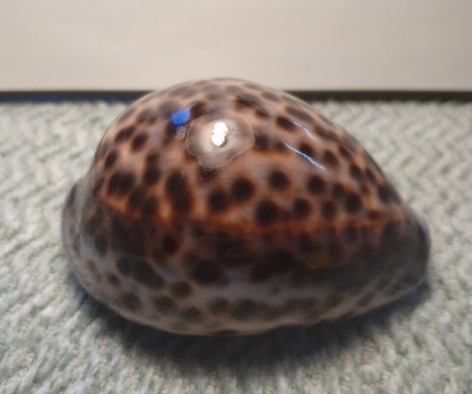 Tiger Cowrie Shell (Cypraea Tigris) Good colour Collectable Sea Shell ...