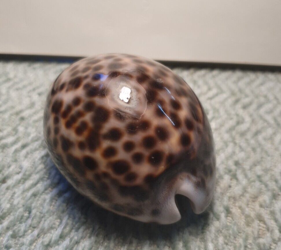 Tiger Cowrie Shell (Cypraea Tigris) Good colour Collectable Sea Shell ...