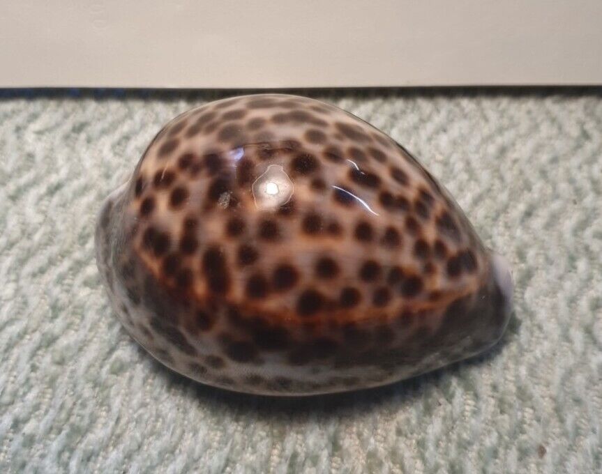 Tiger Cowrie Shell (Cypraea Tigris) Good colour Collectable Sea Shell ...