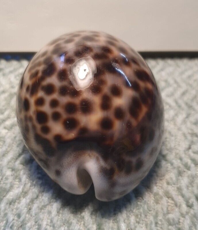 Tiger Cowrie Shell (Cypraea Tigris) Good colour Collectable Sea Shell ...